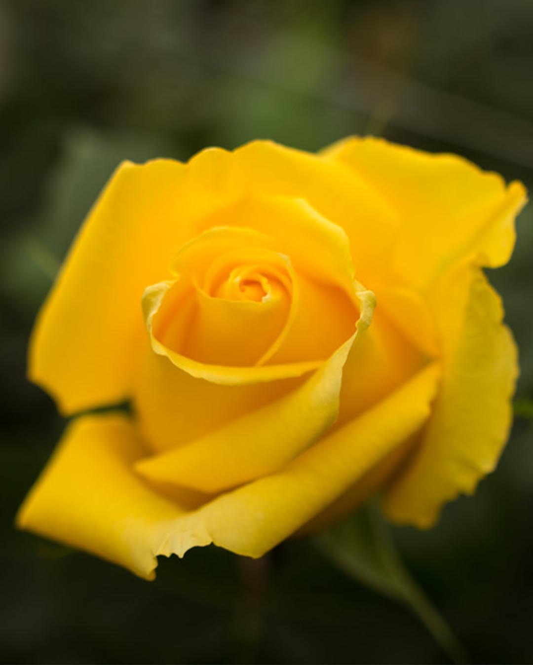 Mohana - Everbloom Roses