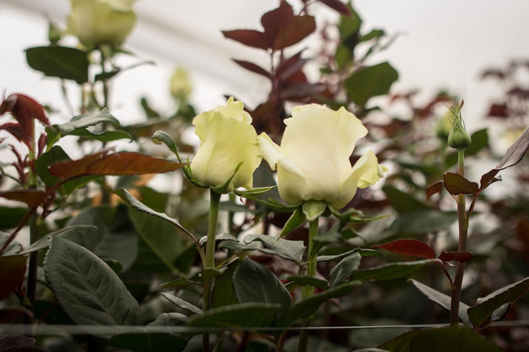 Mondial - Everbloom Roses