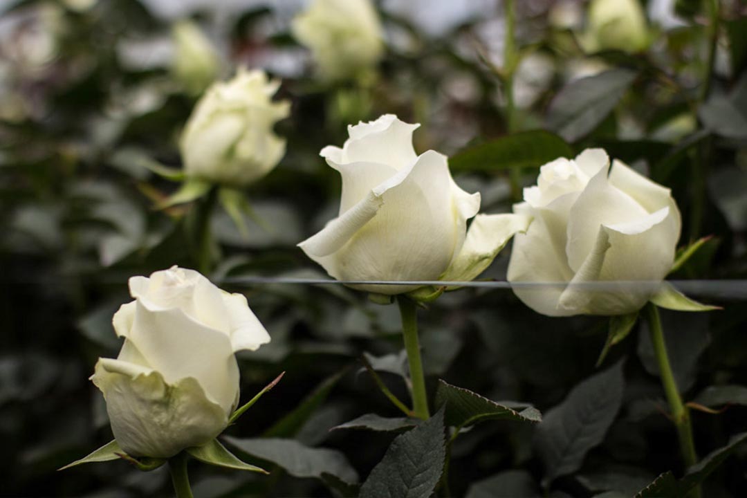 Proud - Everbloom Roses