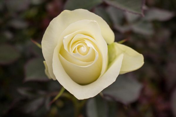 Proud - Everbloom Roses