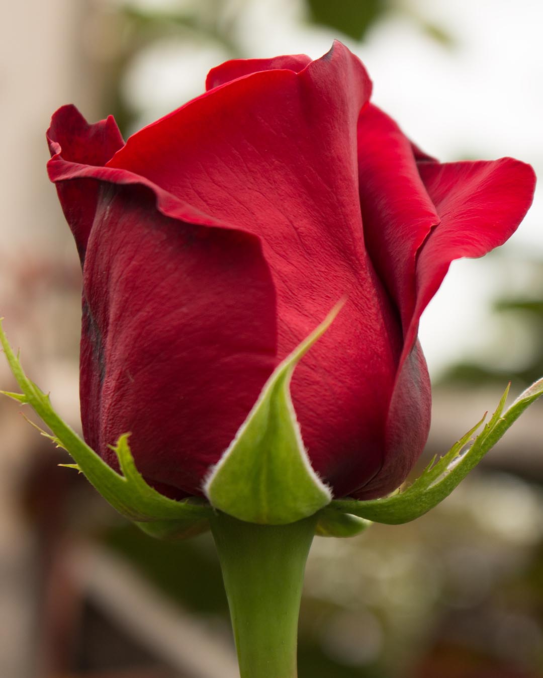 Freedom - Everbloom Roses