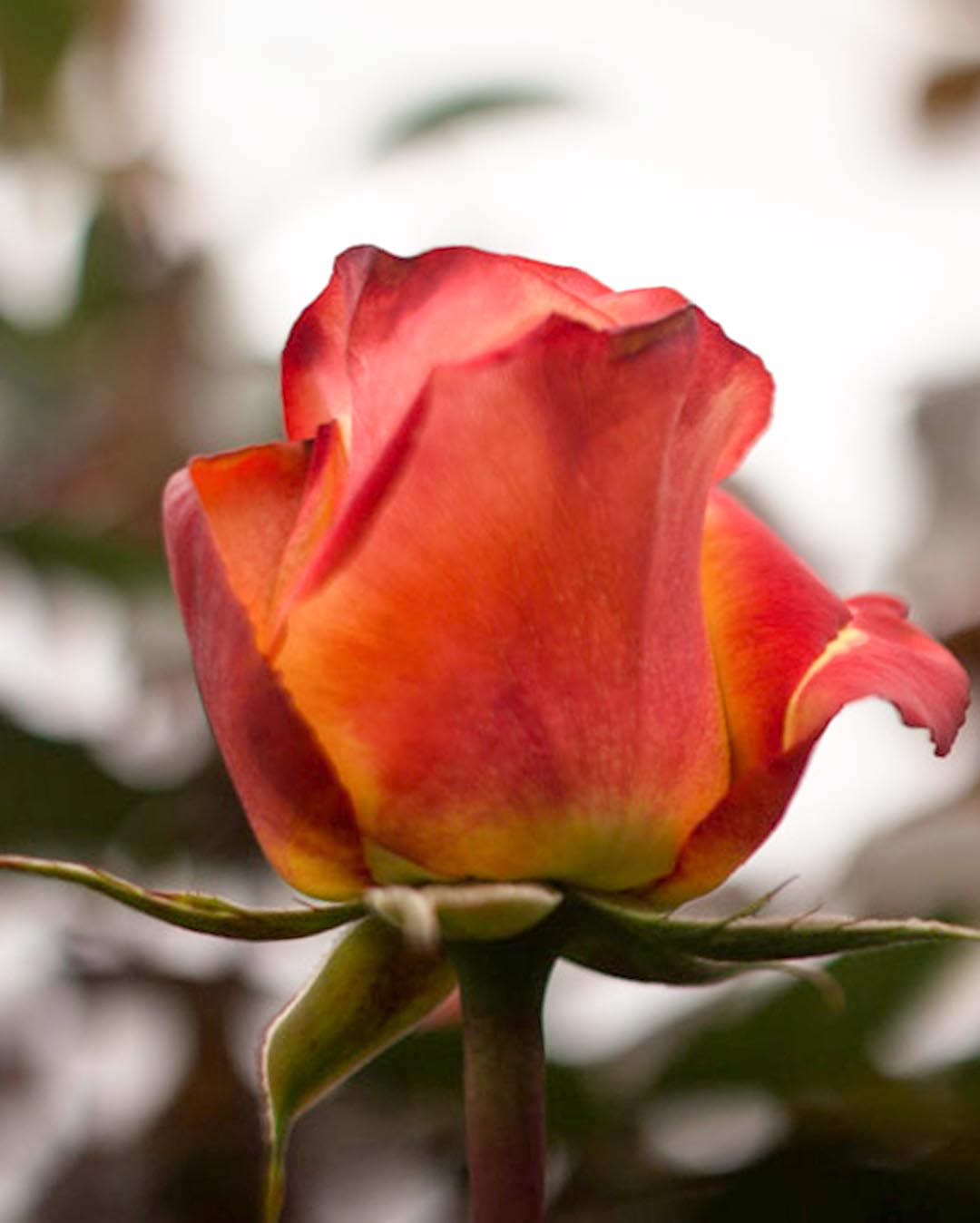 High & Magic - Everbloom Roses