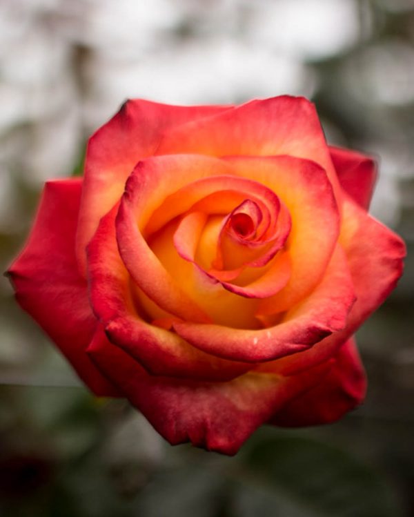 High & Magic - Everbloom Roses