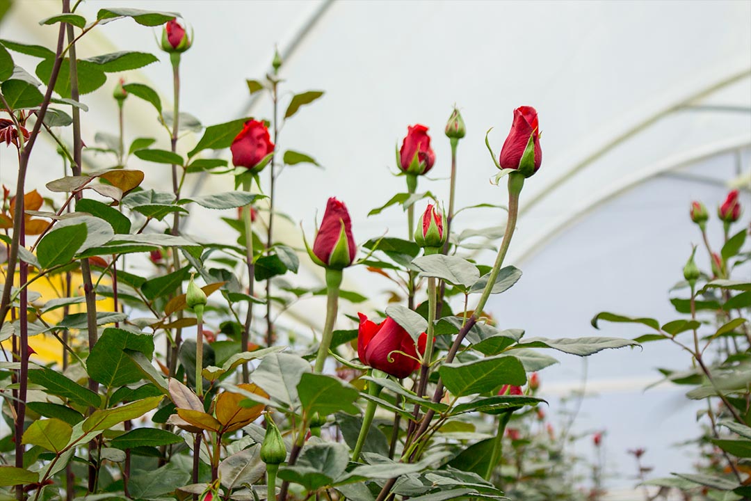 Nina - Everbloom Roses