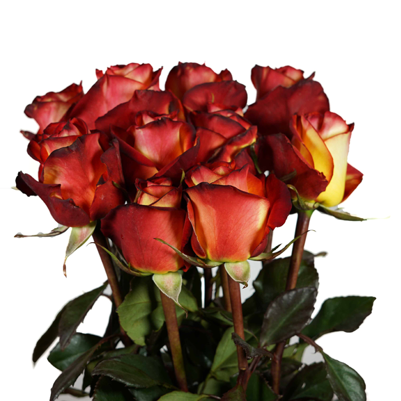 High & Magic - Everbloom Roses