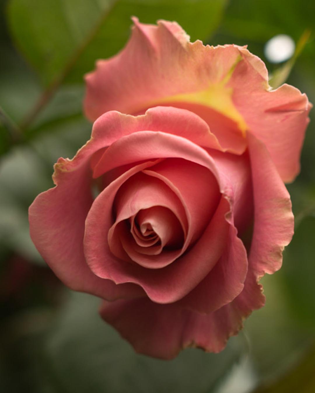 Hermosa - Everbloom Roses