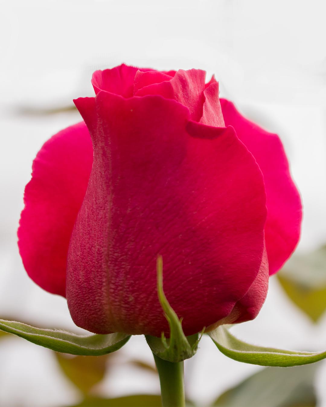 Pink Floyd - Everbloom Roses