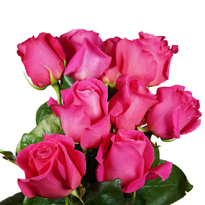 Pink Floyd - Everbloom Roses