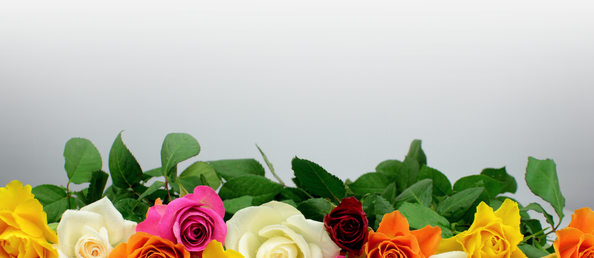 Inicio - Everbloom Roses