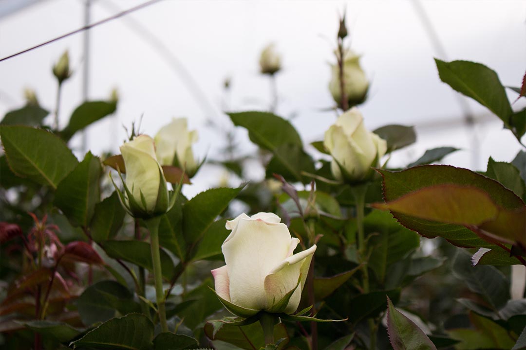 Alba - Everbloom Roses