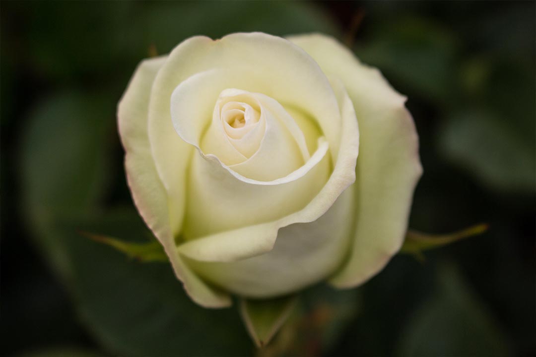 Alba - Everbloom Roses
