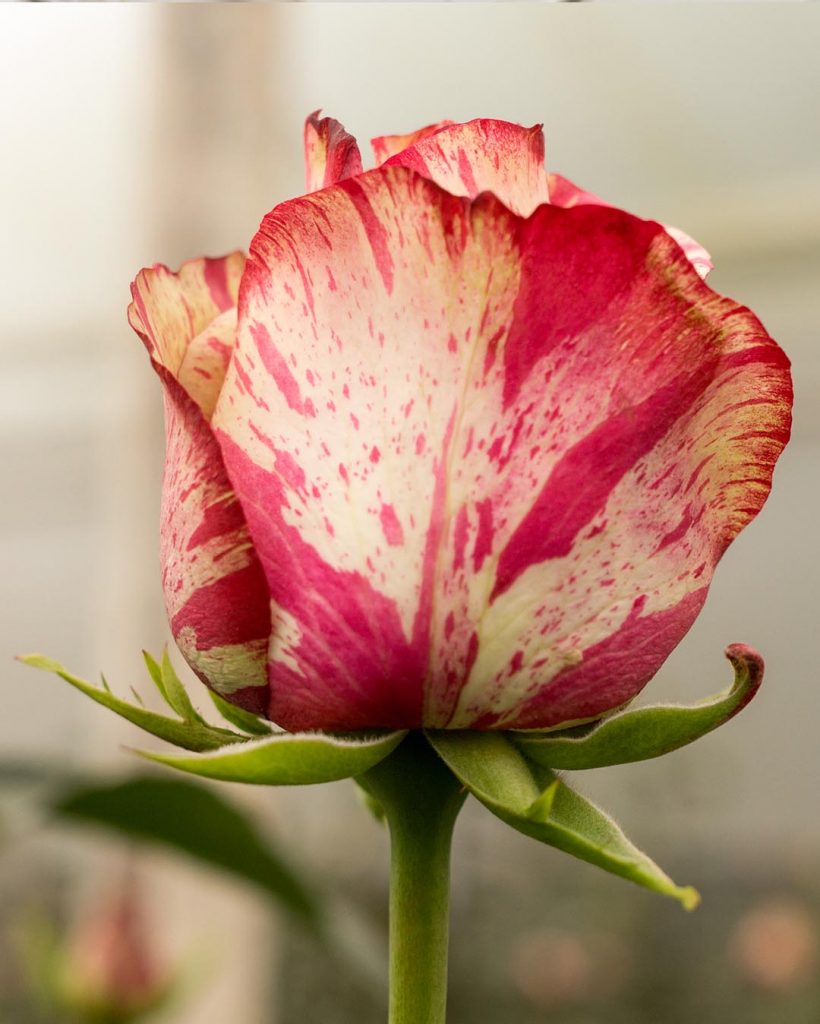 Magic Times - Everbloom Roses