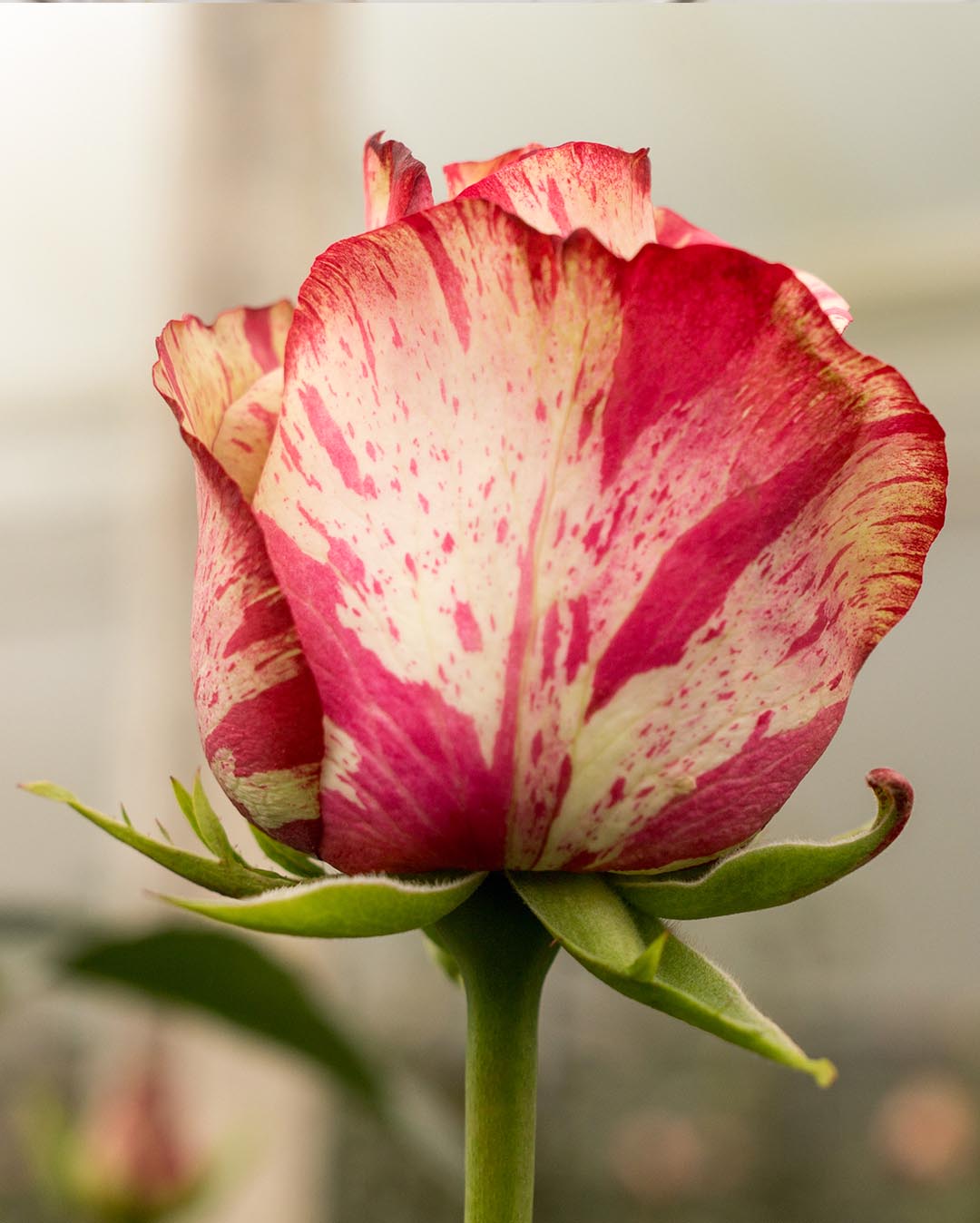 Magic Times - Everbloom Roses