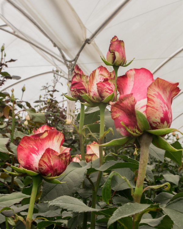 Magic Times - Everbloom Roses