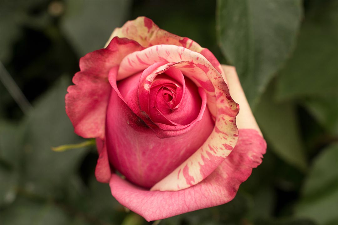 Magic Times - Everbloom Roses