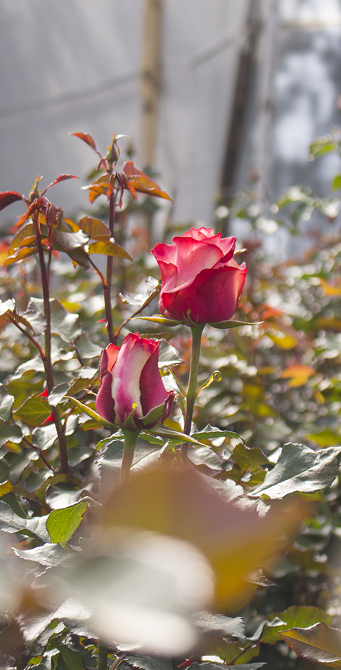 Paloma - Everbloom Roses