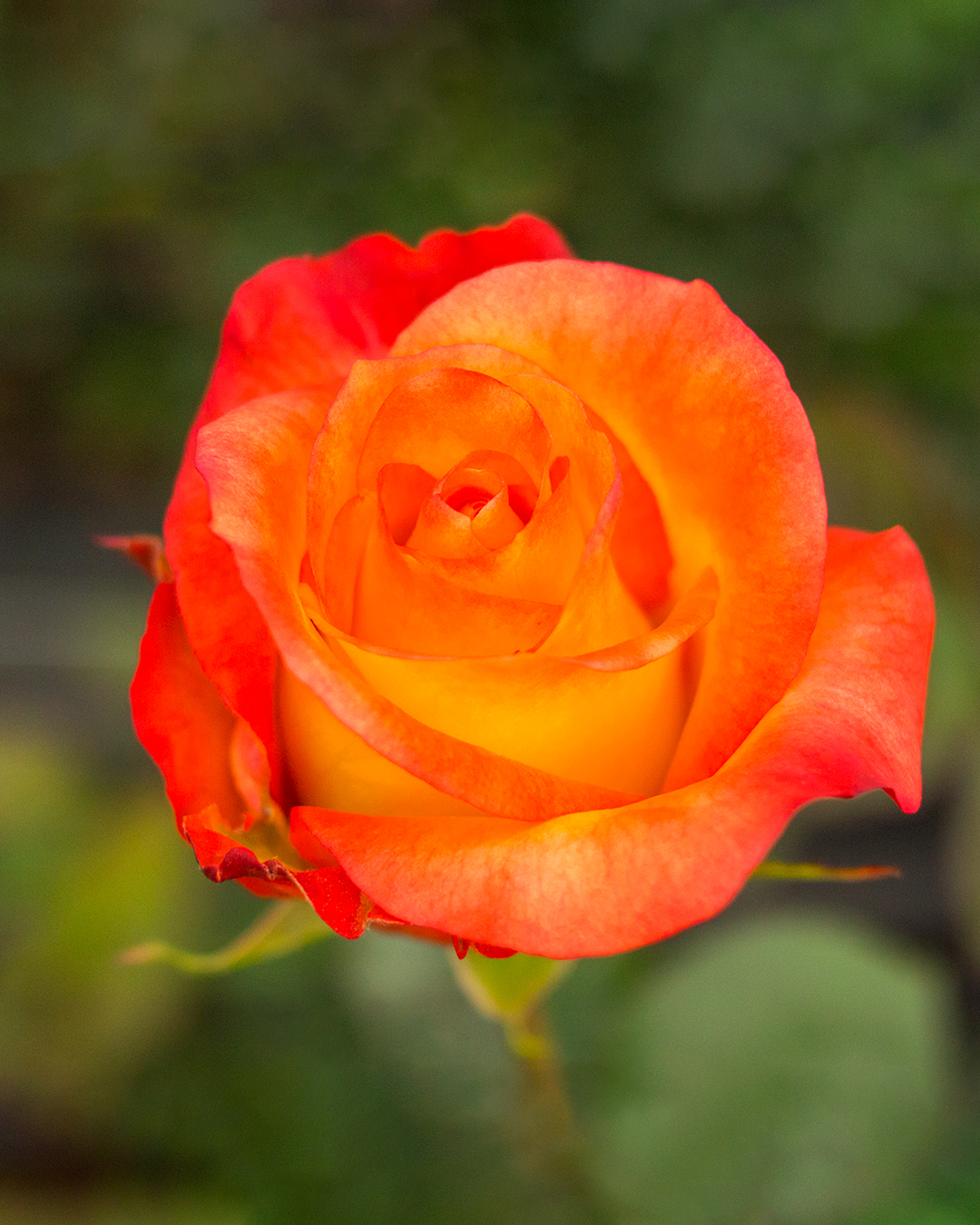 Encanto - Everbloom Roses