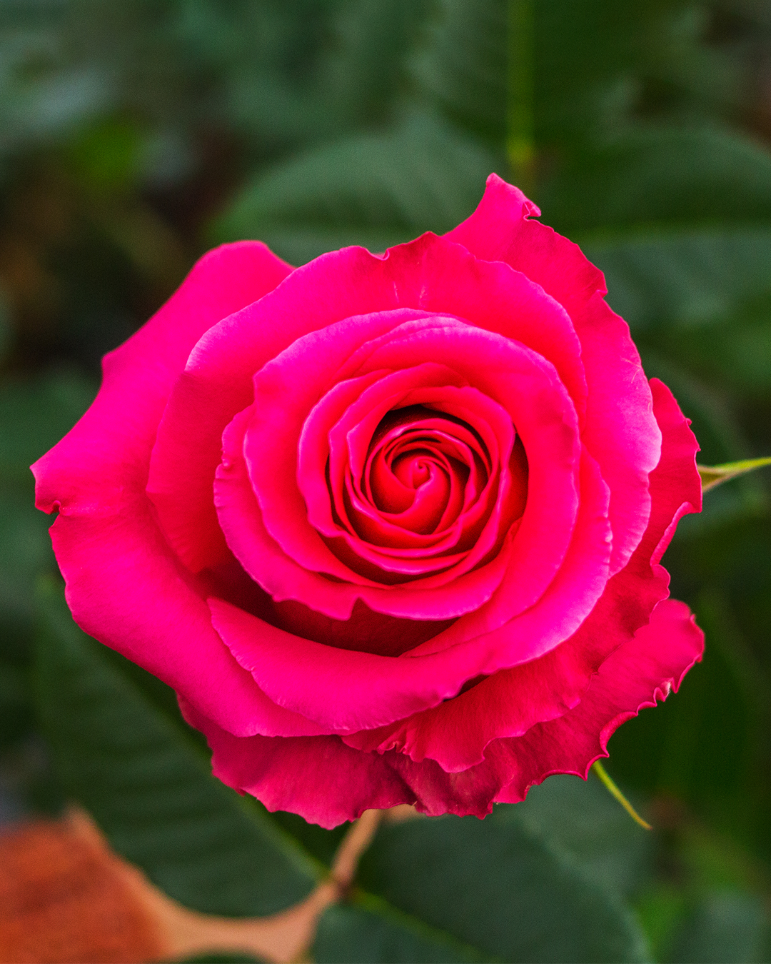 Full Monty - Everbloom Roses