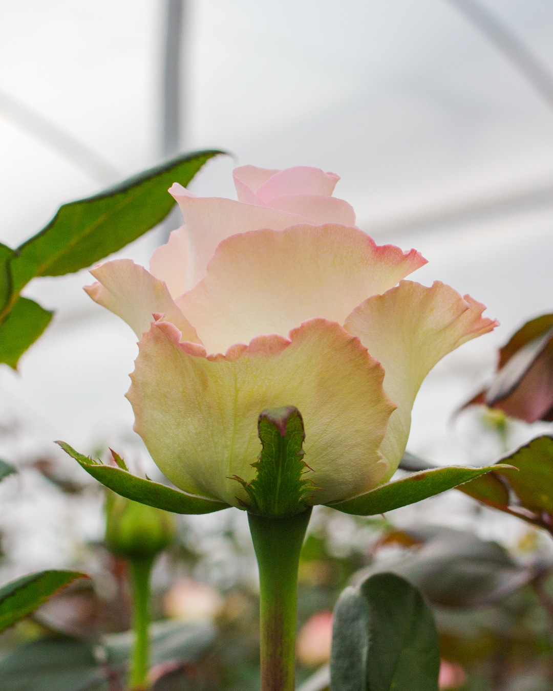 Mandala - Everbloom Roses