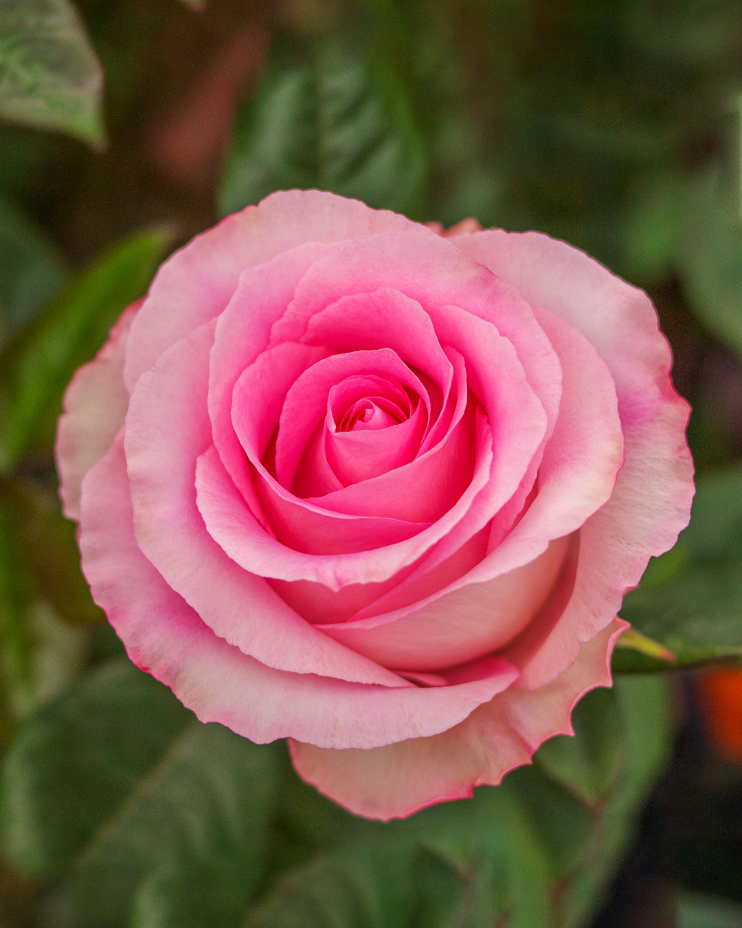 Mandala - Everbloom Roses