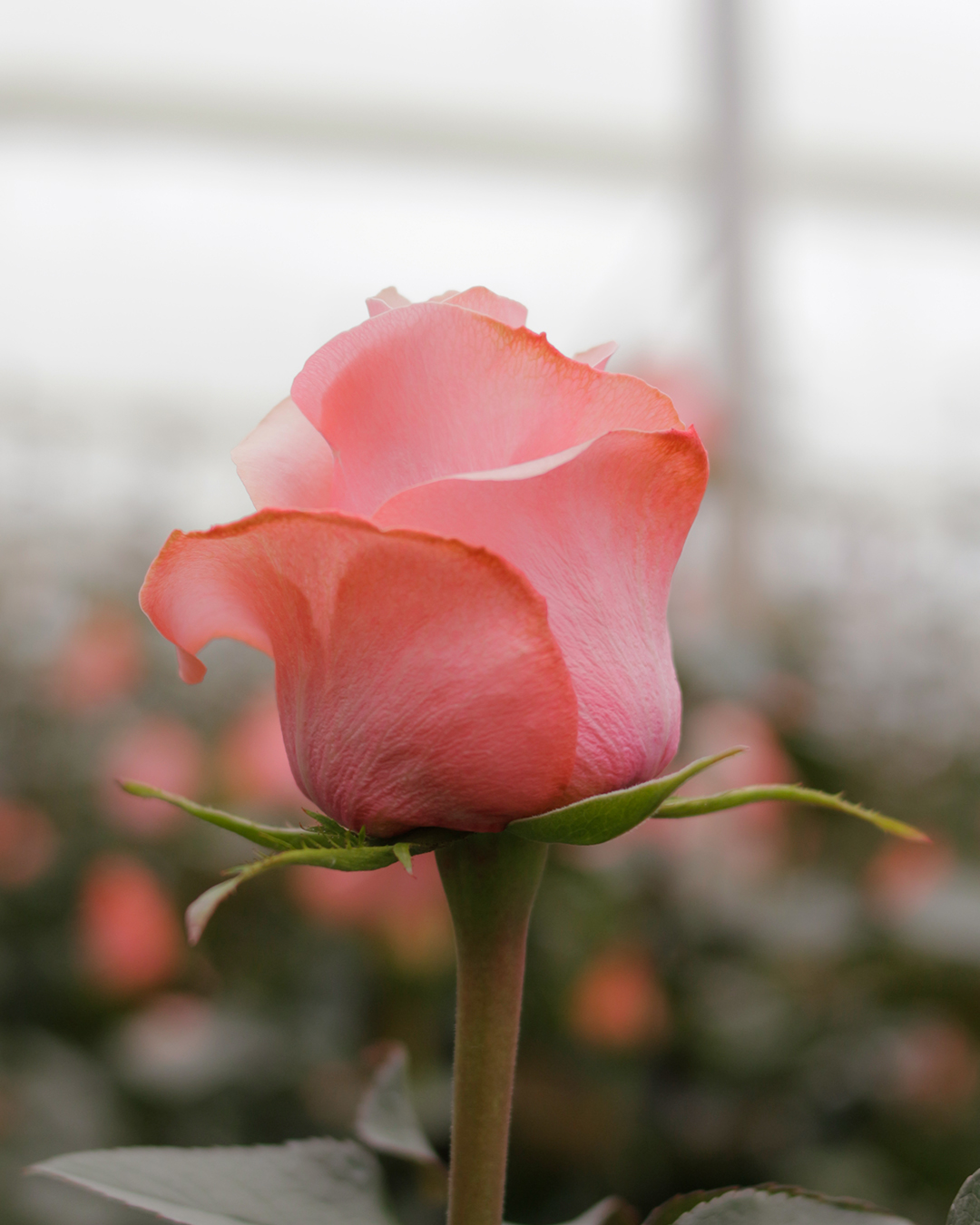 Be Sweet - Everbloom Roses