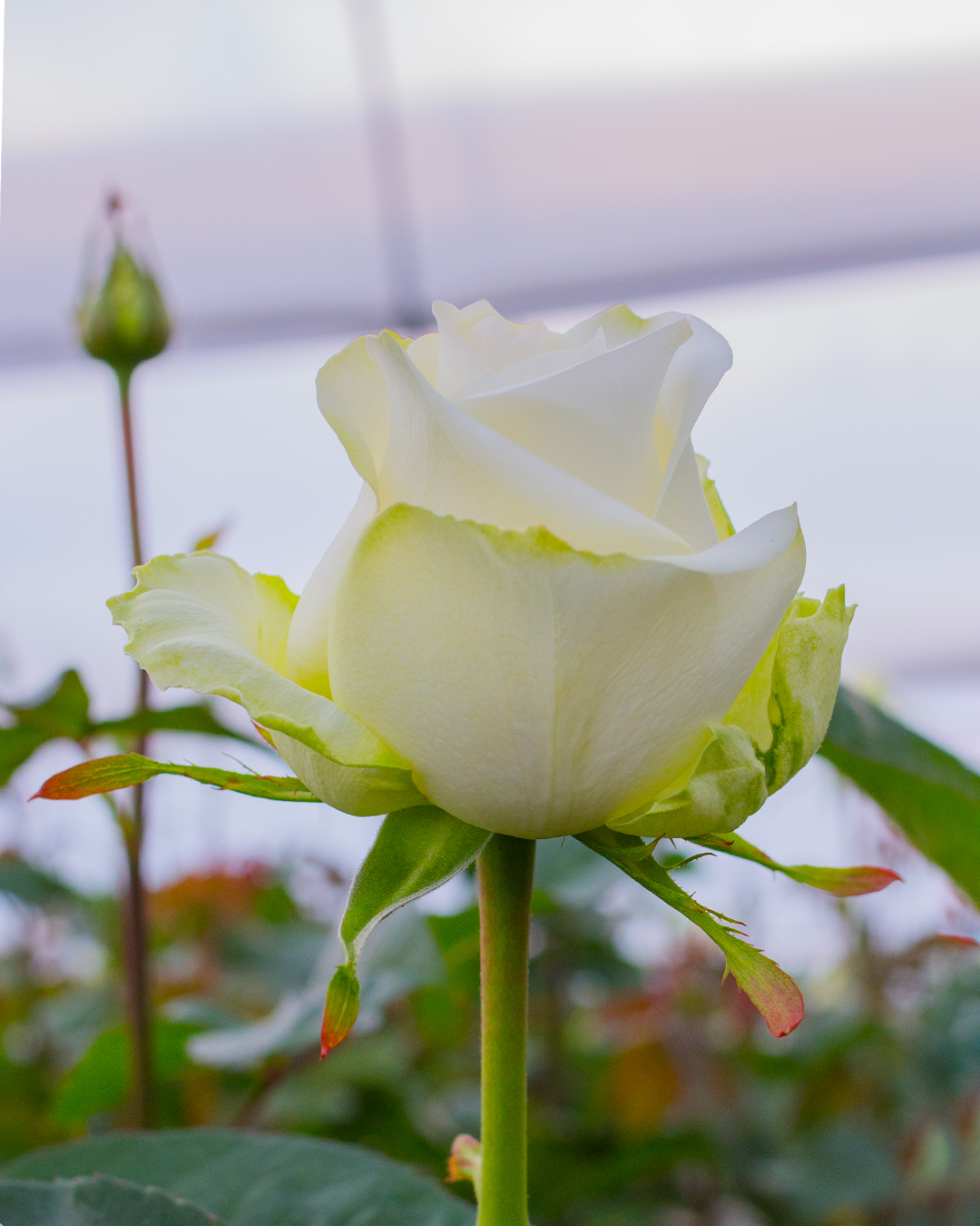 Candlelight - Everbloom Roses