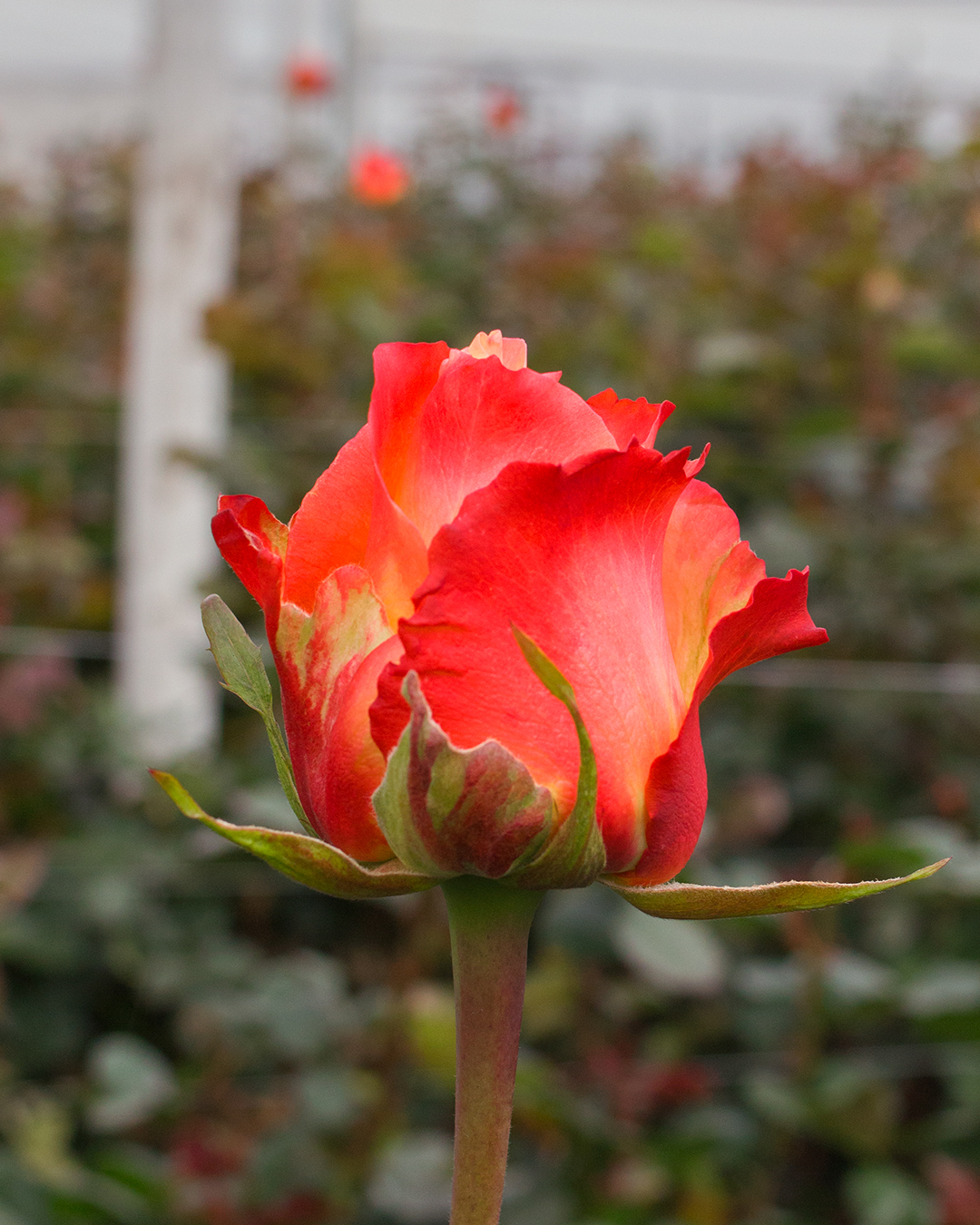 Encanto - Everbloom Roses