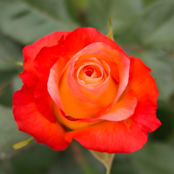 Encanto - Everbloom Roses