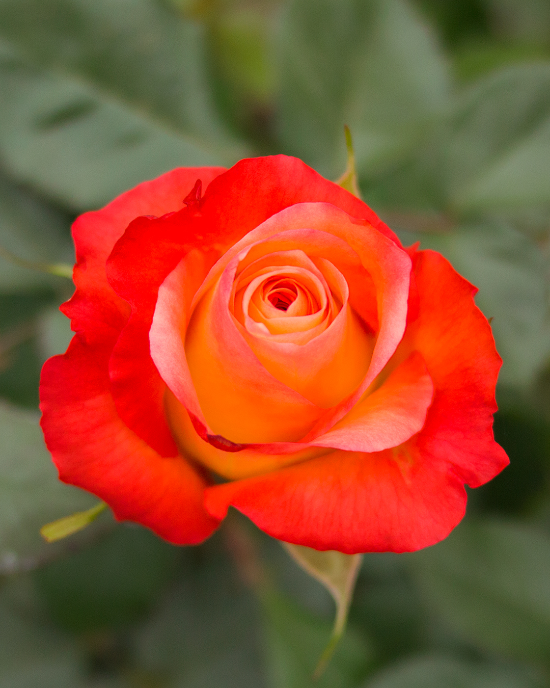 Encanto - Everbloom Roses