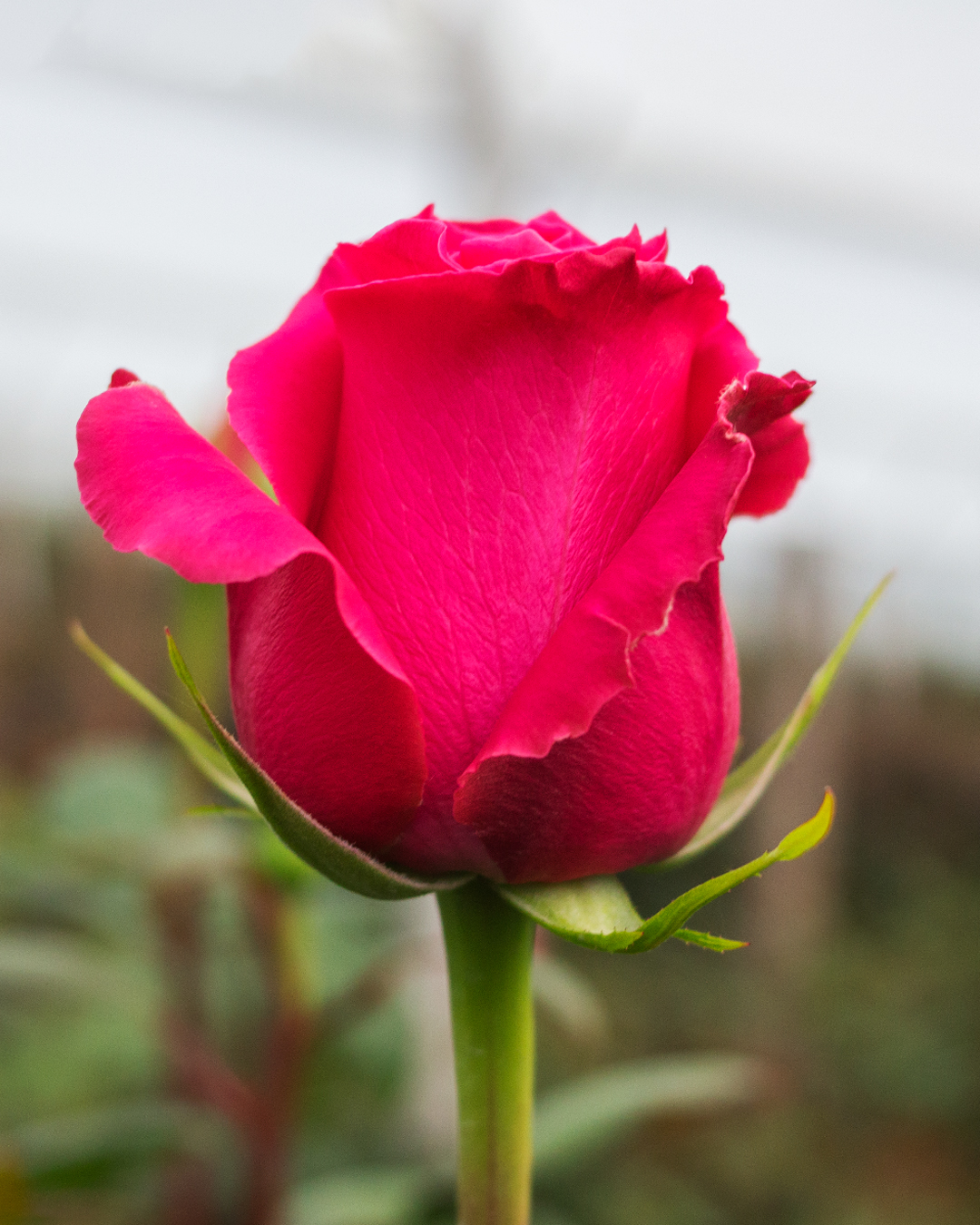 Full Monty - Everbloom Roses