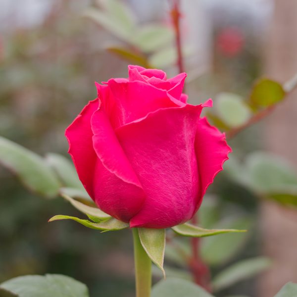 Full Monty - Everbloom Roses