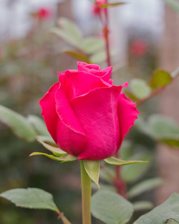 Full Monty - Everbloom Roses