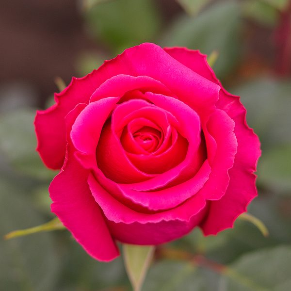 Full Monty - Everbloom Roses