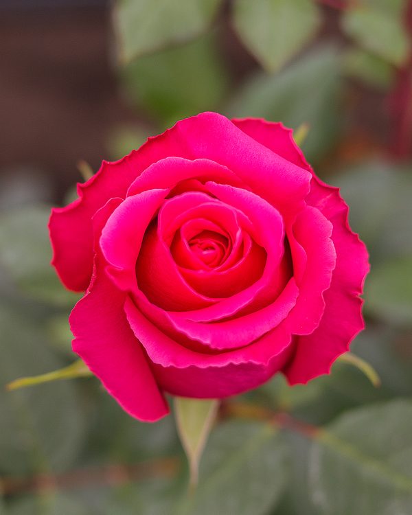 Full Monty - Everbloom Roses