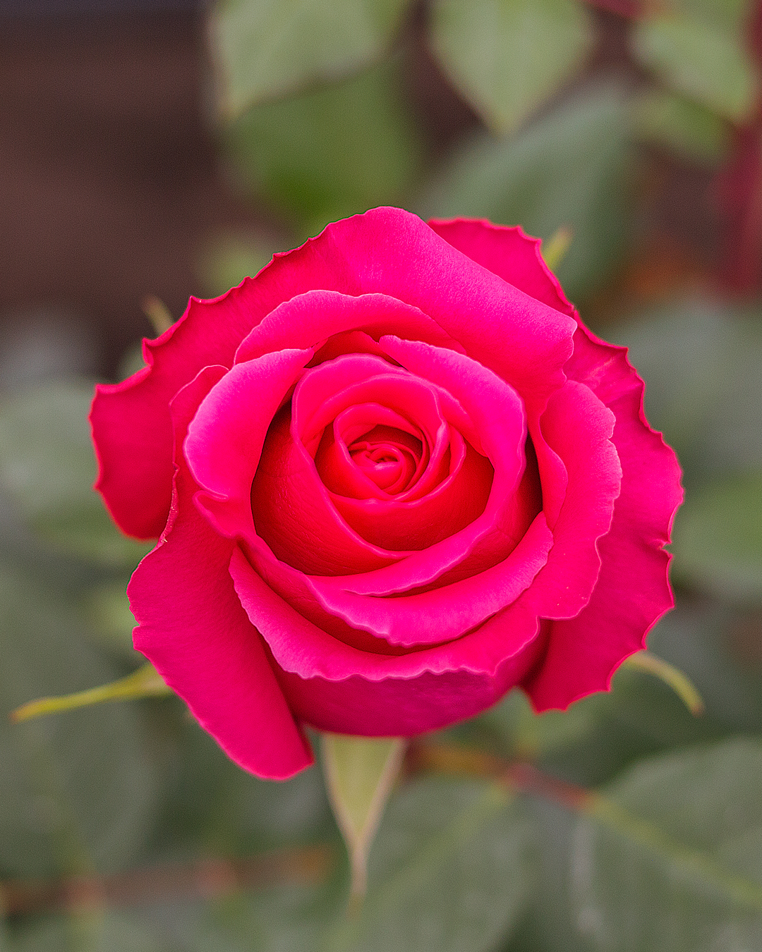 Full Monty - Everbloom Roses