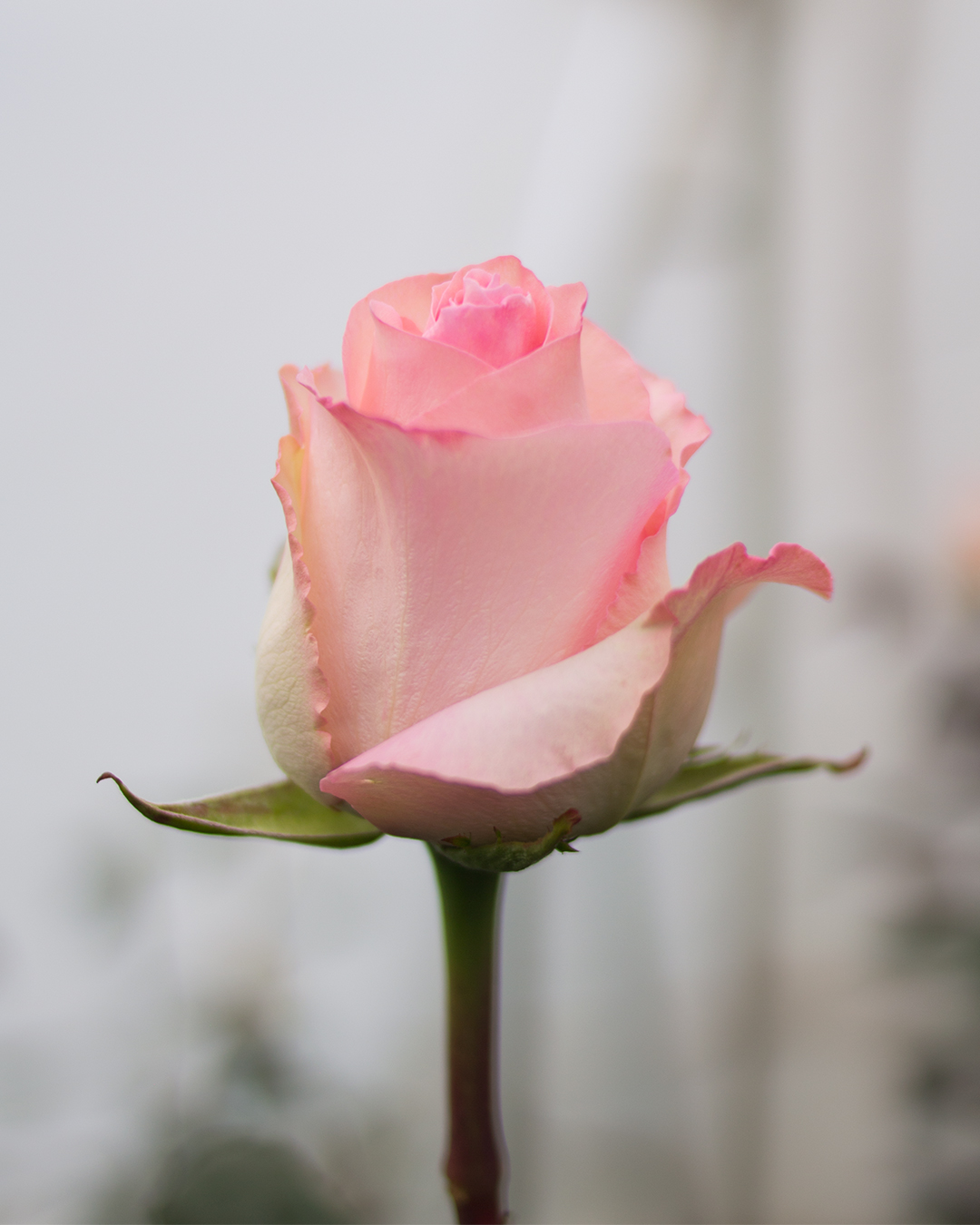 Mandala - Everbloom Roses