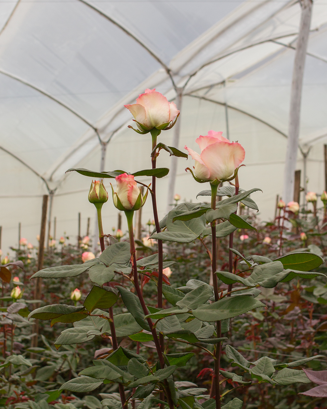 Mandala - Everbloom Roses