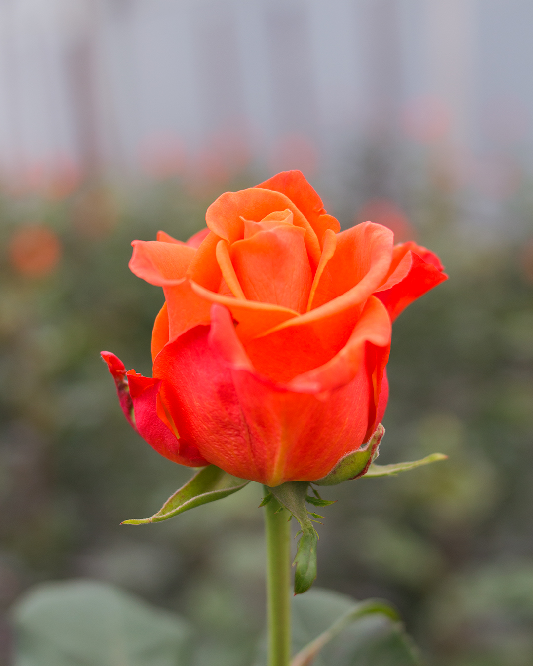 Orange Crush - Everbloom Roses