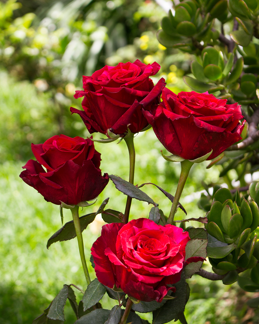 Red Panther - Everbloom Roses