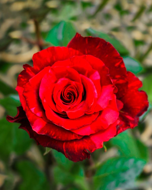 Red Panther - Everbloom Roses