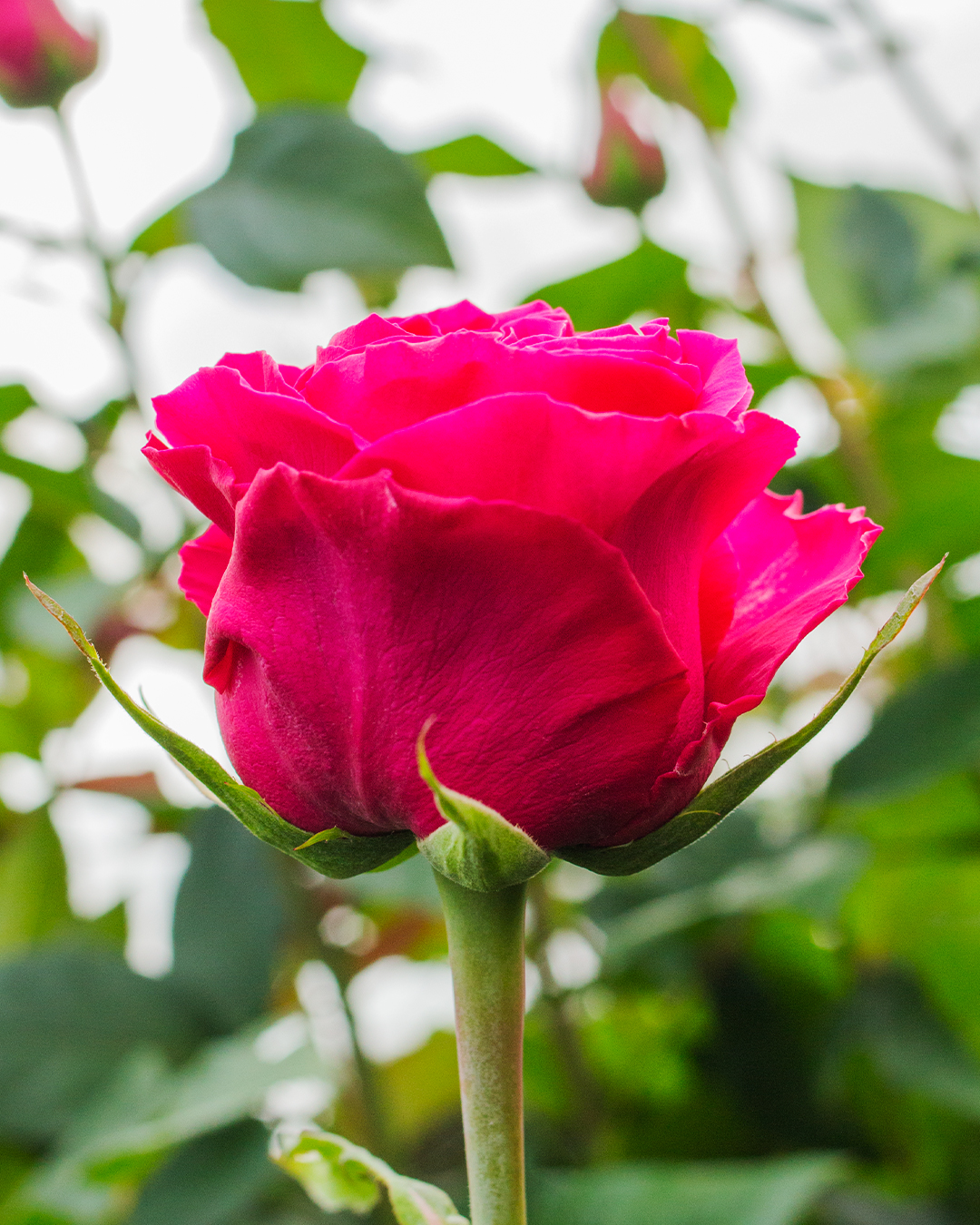 Hot Spot - Everbloom Roses