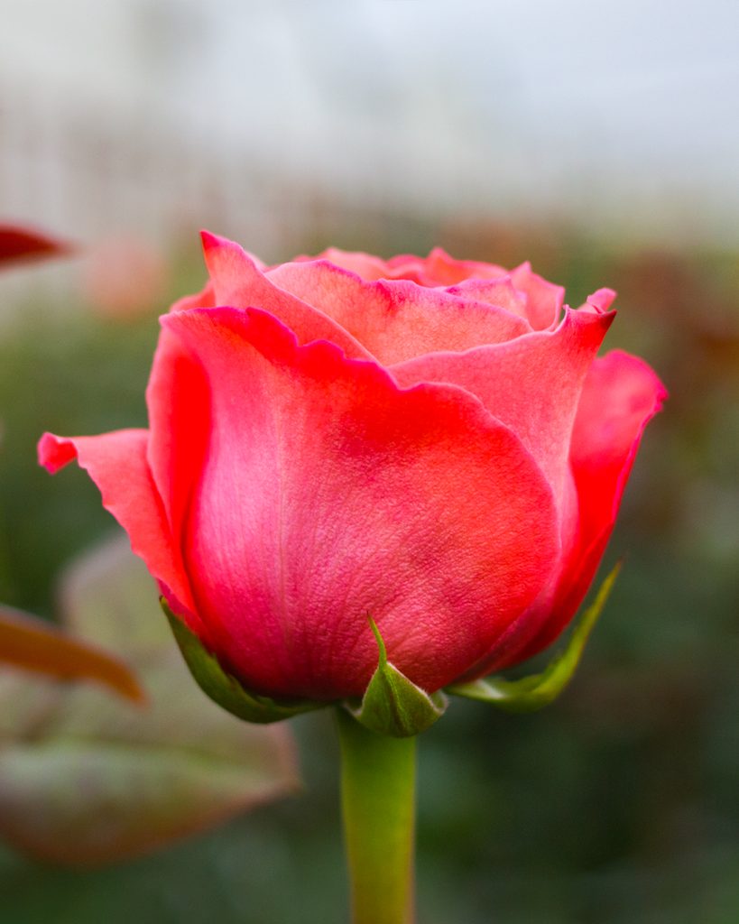 Candy Xpression - Everbloom Roses