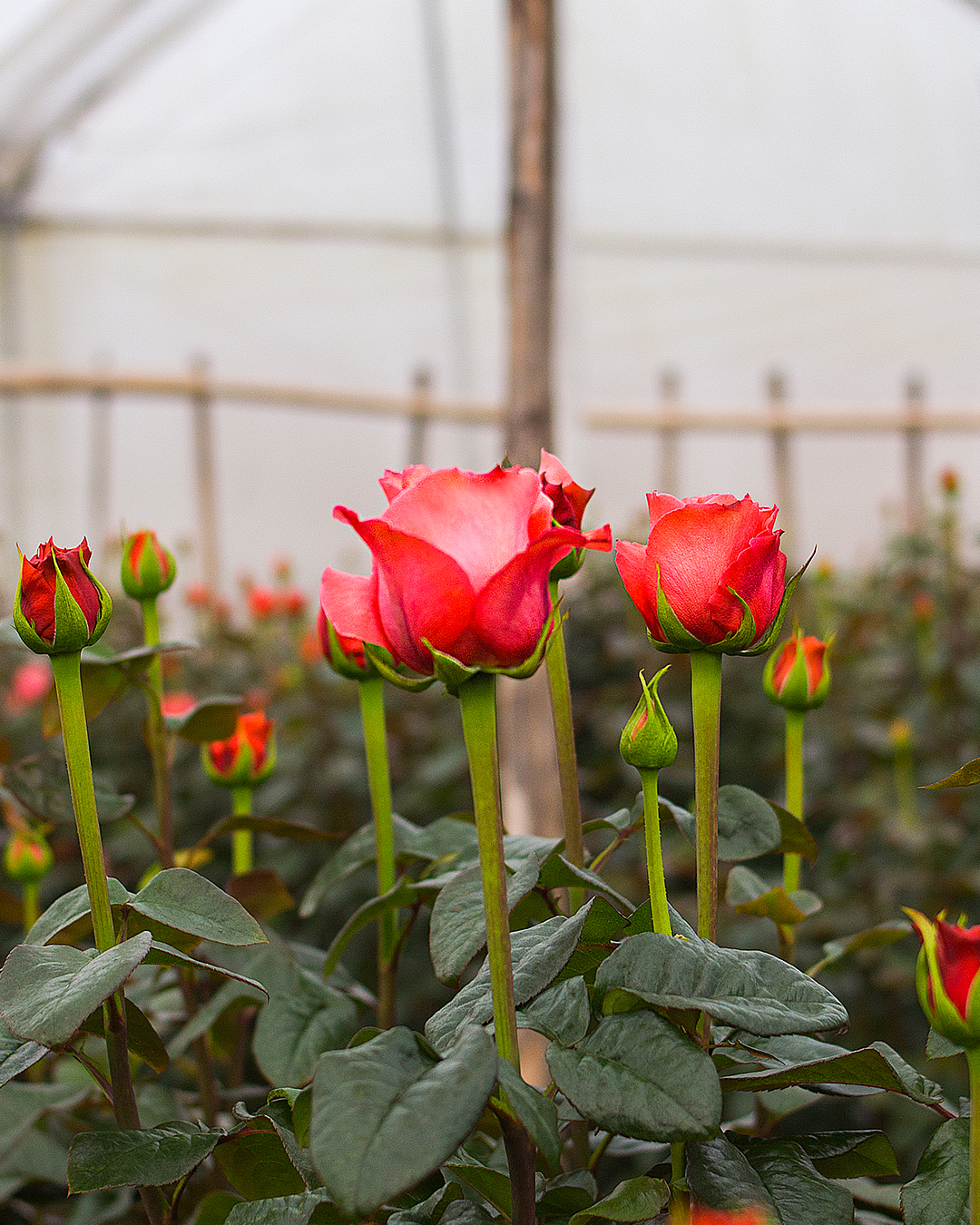 Candy Xpression - Everbloom Roses