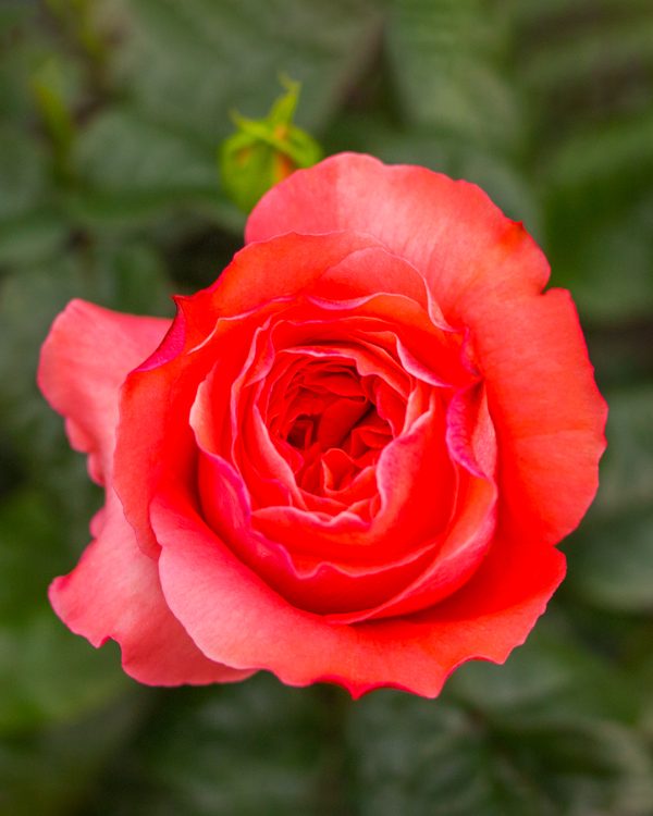 Candy Xpression - Everbloom Roses