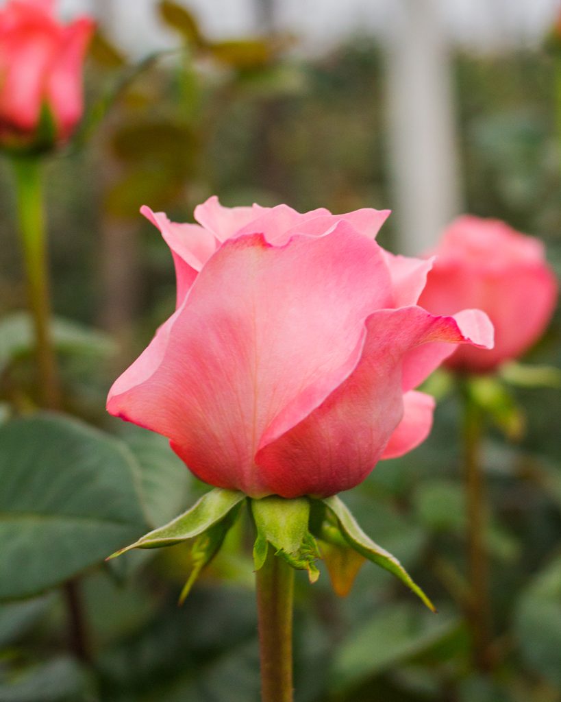 Pink Xpression - Everbloom Roses